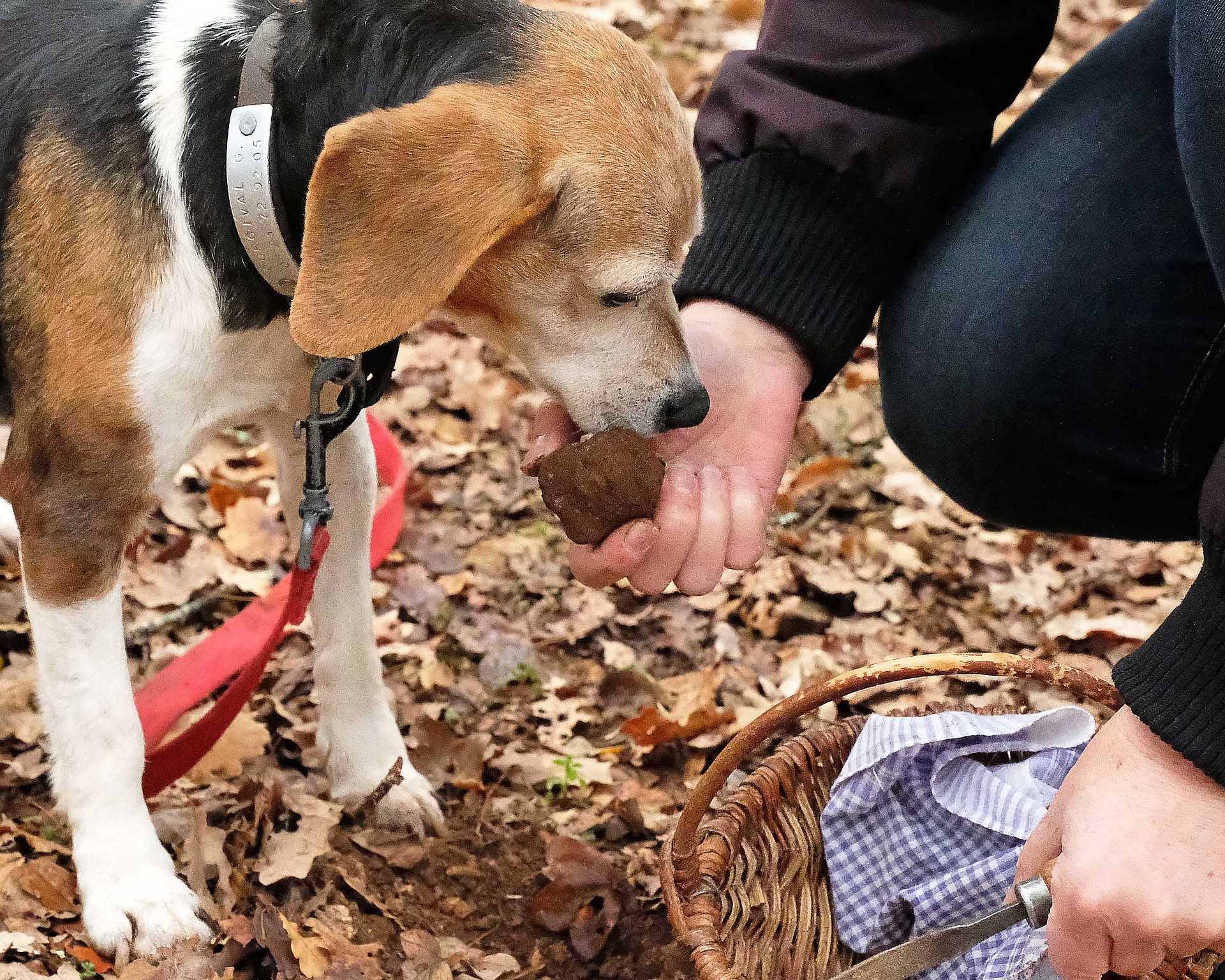 La trufa, un manjar de la naturaleza - La Mesa Habla