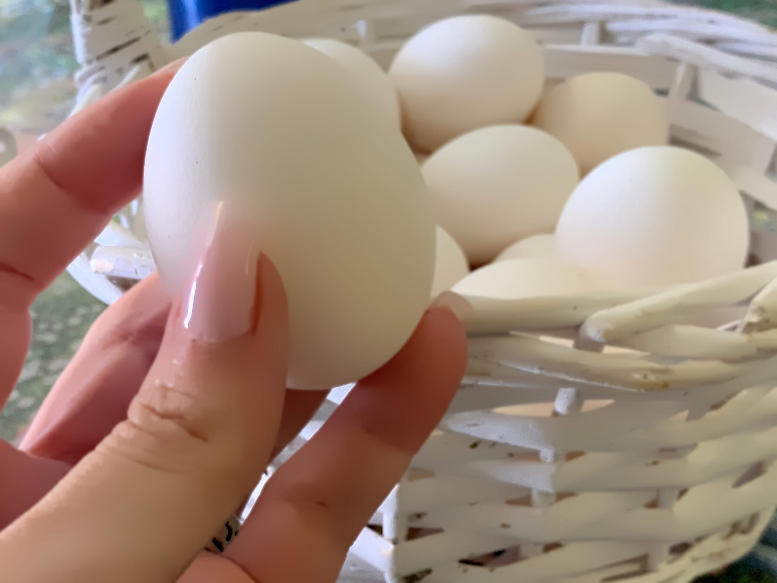 Qué huevos los de Ecológicos La Barja... - La Mesa Habla