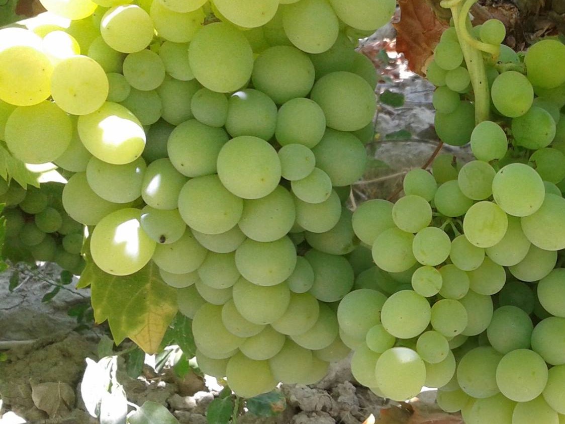 Vinos generosos, dulces y fortificados - La Mesa Habla